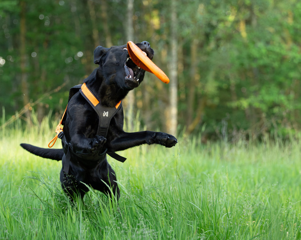 Dog flying disc ドッグディスク – イヌと何でも楽しむ委員会 | カニクロス用品専門店